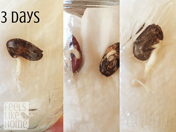 How Does Gravity Affect Seedlings? - An Easy Kids Science Experiment ...